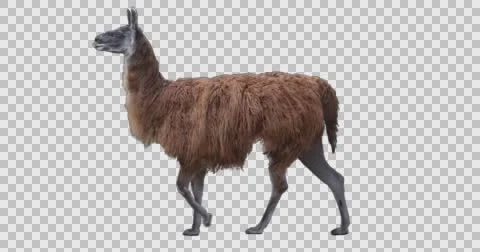 Red llama walking. Animal isolated and i... | Stock Video | Pond5