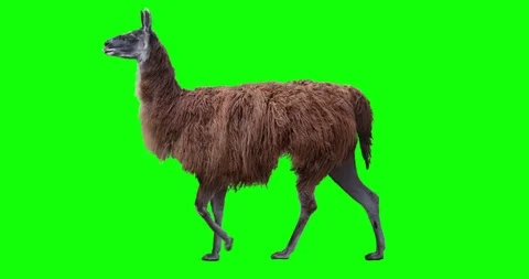 Red llama walking. Isolated and cyclic a... | Stock Video | Pond5