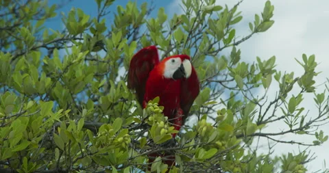 A Red Macaw - Parrot - Guacamaya stretch... | Stock Video | Pond5