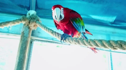 Red macaw parrot walking by rope in avia... | Stock Video | Pond5
