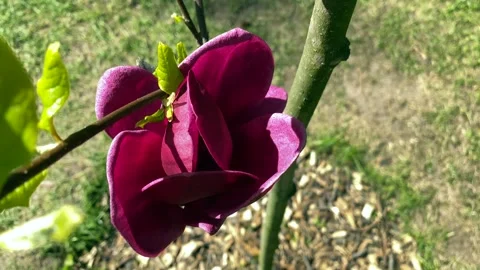 Red magnolia, camera zoom out slow motio... | Stock Video | Pond5