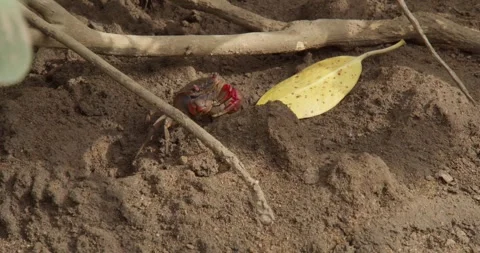 Red Mangrove crab grabs leaf and take it... | Stock Video | Pond5