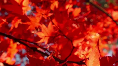 Red maple leaves shaking in bright bokeh... | Stock Video | Pond5