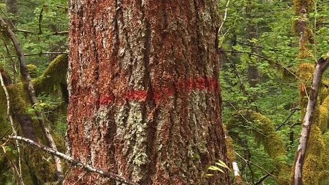 Red marked tree for cutting | Stock Video | Pond5