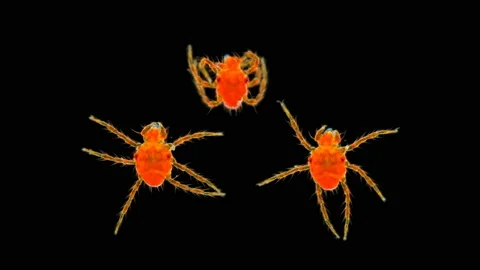 red mite under the microscope | Stock Video | Pond5