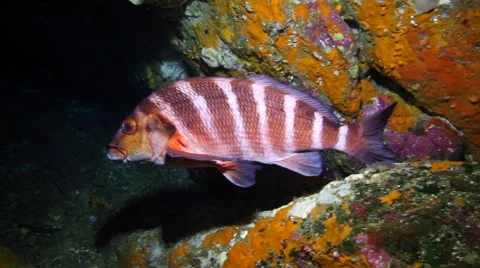 Moki Stock Video Footage | Royalty Free Moki Videos | Pond5