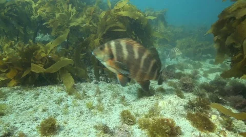 Moki Stock Video Footage | Royalty Free Moki Videos | Pond5