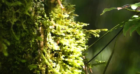 Red Moss Covered Tree And Fauna Lite And... | Stock Video | Pond5