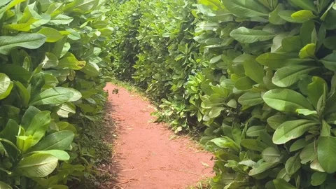 Walk Through Mud Stock Videos – Royalty-Free HD & 4K Videos