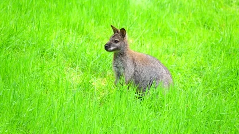 red necked wallaby eats grass on a green... | Stock Video | Pond5