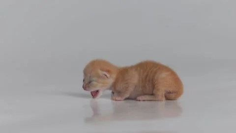 red newborn kitten on soft tissue, crawl... | Stock Video | Pond5