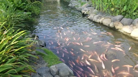 Tilapia Stock Video Footage | Royalty Free Tilapia Videos | Pond5