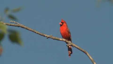 Vlue Song Stock Videos – Royalty-Free HD & 4K Videos