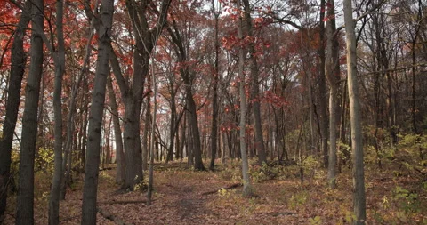Red Oak Forest with Leaves Changing Colo... | Stock Video | Pond5