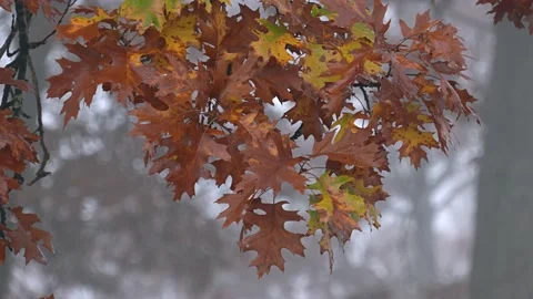 Red Oak leaves turning color, Autumn, E ... | Stock Video | Pond5