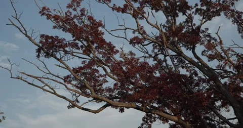 Red Oak Tree Changing Leaf Colors and Fo... | Stock Video | Pond5