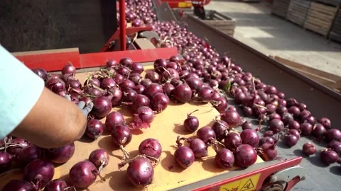 Red Onion Inside Onion Sorting and Gradi... | Stock Video | Pond5