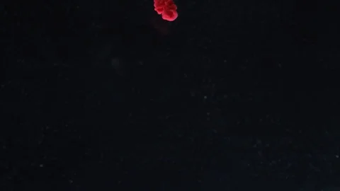 Red Paint Drop Falling in Water | Stock Video | Pond5