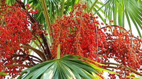red palm seeds growing on tree in garden... | Stock Video | Pond5