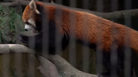 Animal In Zoo Stock Videos – Royalty-Free HD & 4K Videos | Pond5