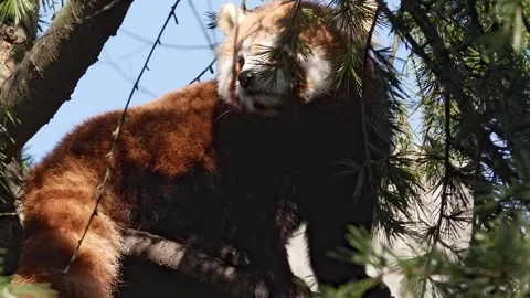 The red panda also known as the lesser p... | Stock Video | Pond5