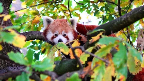 Red Panda In Autumn Tree, Rare Endangere... | Stock Video | Pond5