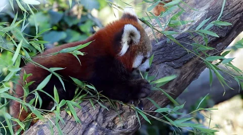 Red Panda Pets Stock Videos – Royalty-Free HD & 4K Videos