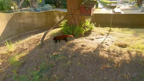 Red Panda Lady Stock Videos – Royalty-Free HD & 4K Videos