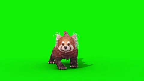 Bear Green Screen Stock Video Footage | Royalty Free Bear Green Screen ...