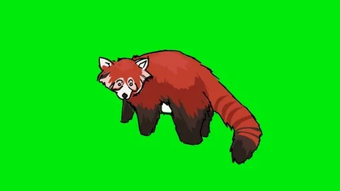 Panda School Video Stock Videos – Royalty-Free HD & 4K Videos