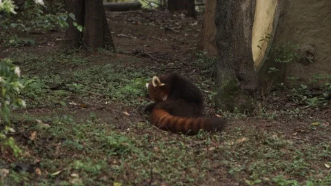 Red Panda having a scratch | Stock Video | Pond5