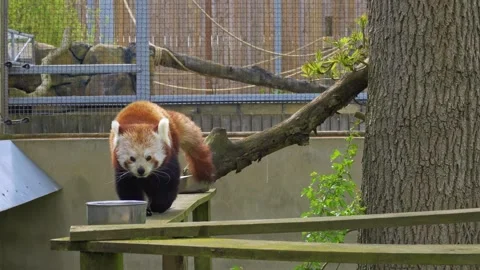 Red panda relaxing on a tall tree branch... | Stock Video | Pond5