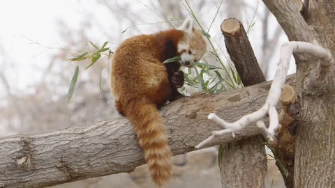 red panda - side view wide munching on l... | Stock Video | Pond5