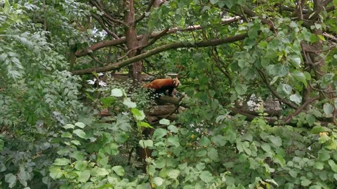 Red Panda Pets Stock Videos – Royalty-Free HD & 4K Videos