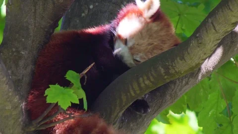 Red Panda In Tree, Rare Endangered Speci... | Stock Video | Pond5