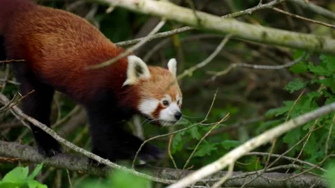 Red Panda In Tree, Rare Endangered Speci... | Stock Video | Pond5