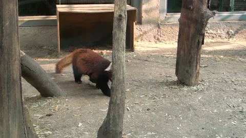 red panda for a walk in the aviary of th... | Stock Video | Pond5