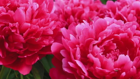 Peonies Images Stock Videos – Royalty-Free HD & 4K Videos | Pond5