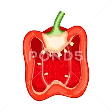 Red pepper slice cartoon vector illustration Illustration #236085772