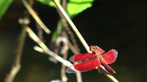 Red Percher Dragonfly, Neurothemis Rambu... | Stock Video | Pond5