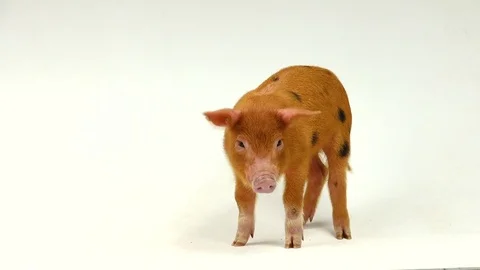Pig Sound O Stock Videos – Royalty-Free HD & 4K Videos | Pond5