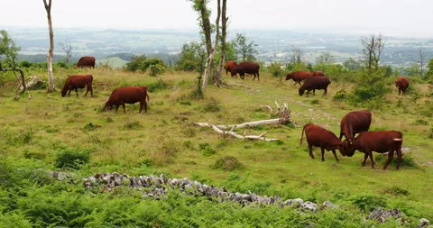 Red Poll Cattle being used for conservat... | Stock Video | Pond5