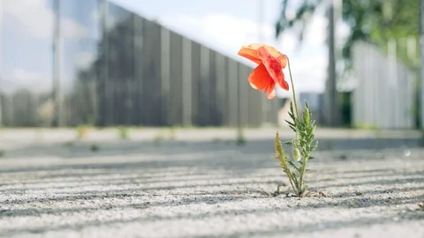 Concrete Pavement Stock Footage ~ Royalty Free Stock Videos | Pond5