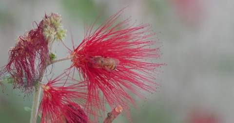 Pollinator Garden Stock Footage ~ Royalty Free Stock Videos | Pond5