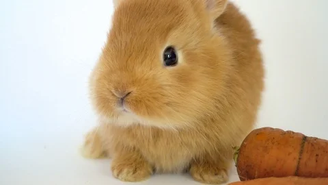red rabbit with the carrot sitting on a ... | Stock Video | Pond5