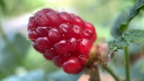 Blowing A Raspberry Stock Footage ~ Royalty Free Stock Videos | Pond5