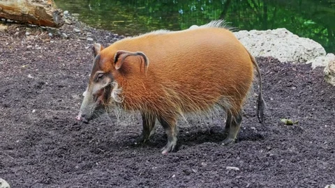 Red river hog, Potamochoerus porcus, als... | Stock Video | Pond5