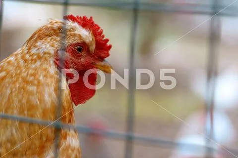 Red rooster behind the wire mesh in the chicken coop. Chickens on the ...