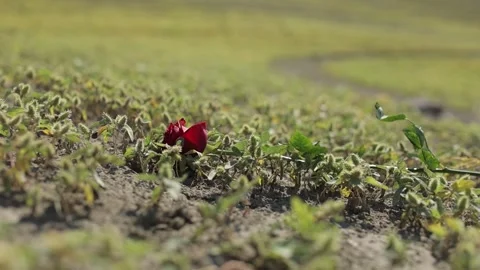 Red rose between green plants on the soi... | Stock Video | Pond5