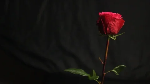 Black Rose Wallpaper Stock Videos – Royalty-Free HD & 4K Videos | Pond5